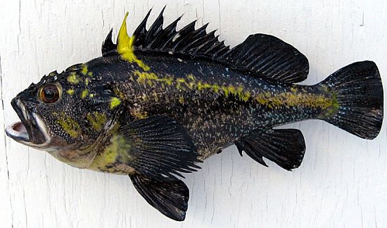 China Rockfish Skin Mount